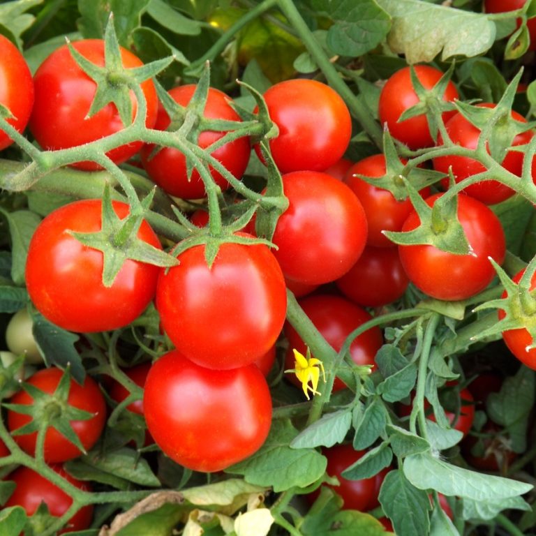 Determinate red tomatoes - Rijder Seeds